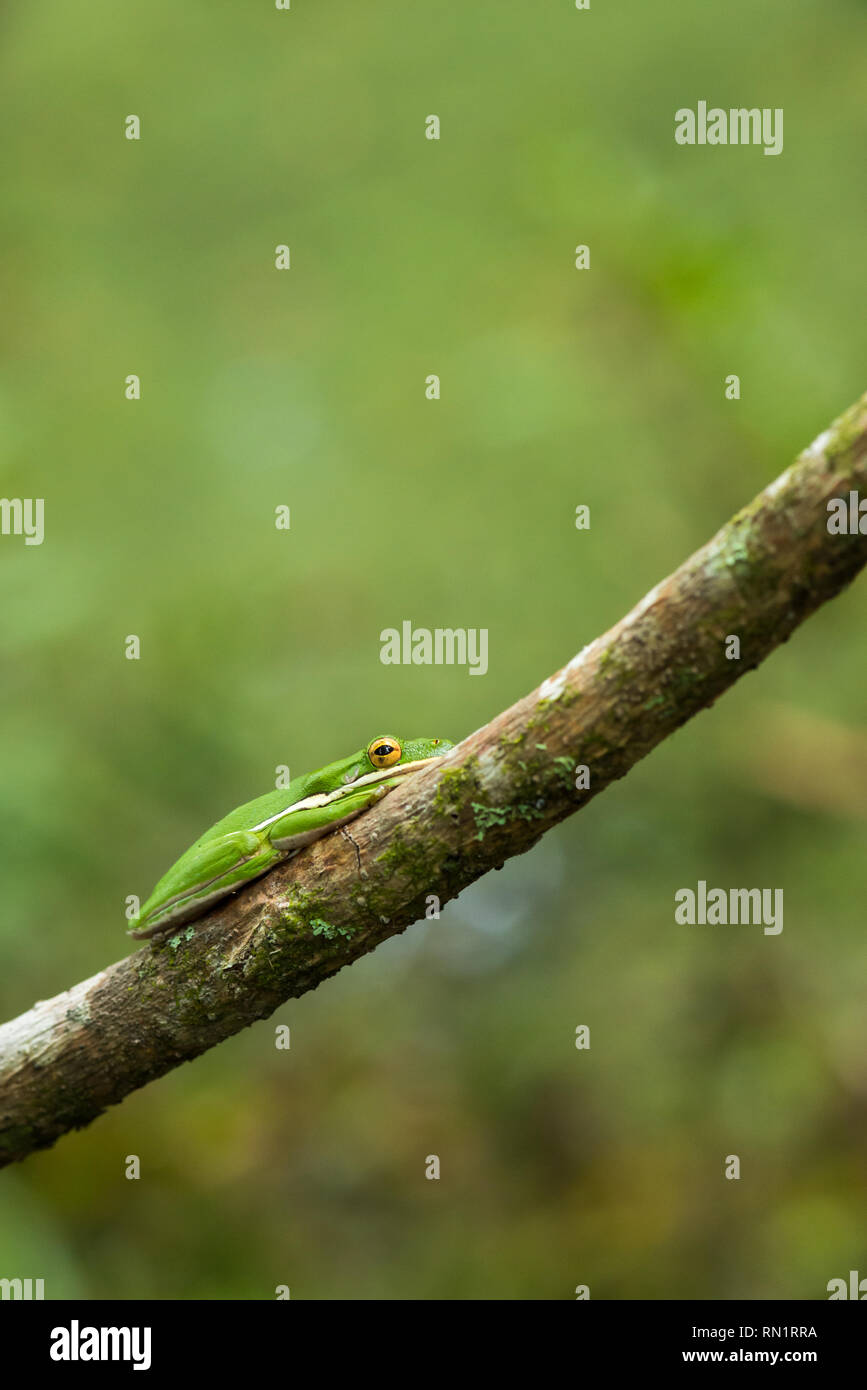 American green tree frog hi-res stock photography and images - Alamy