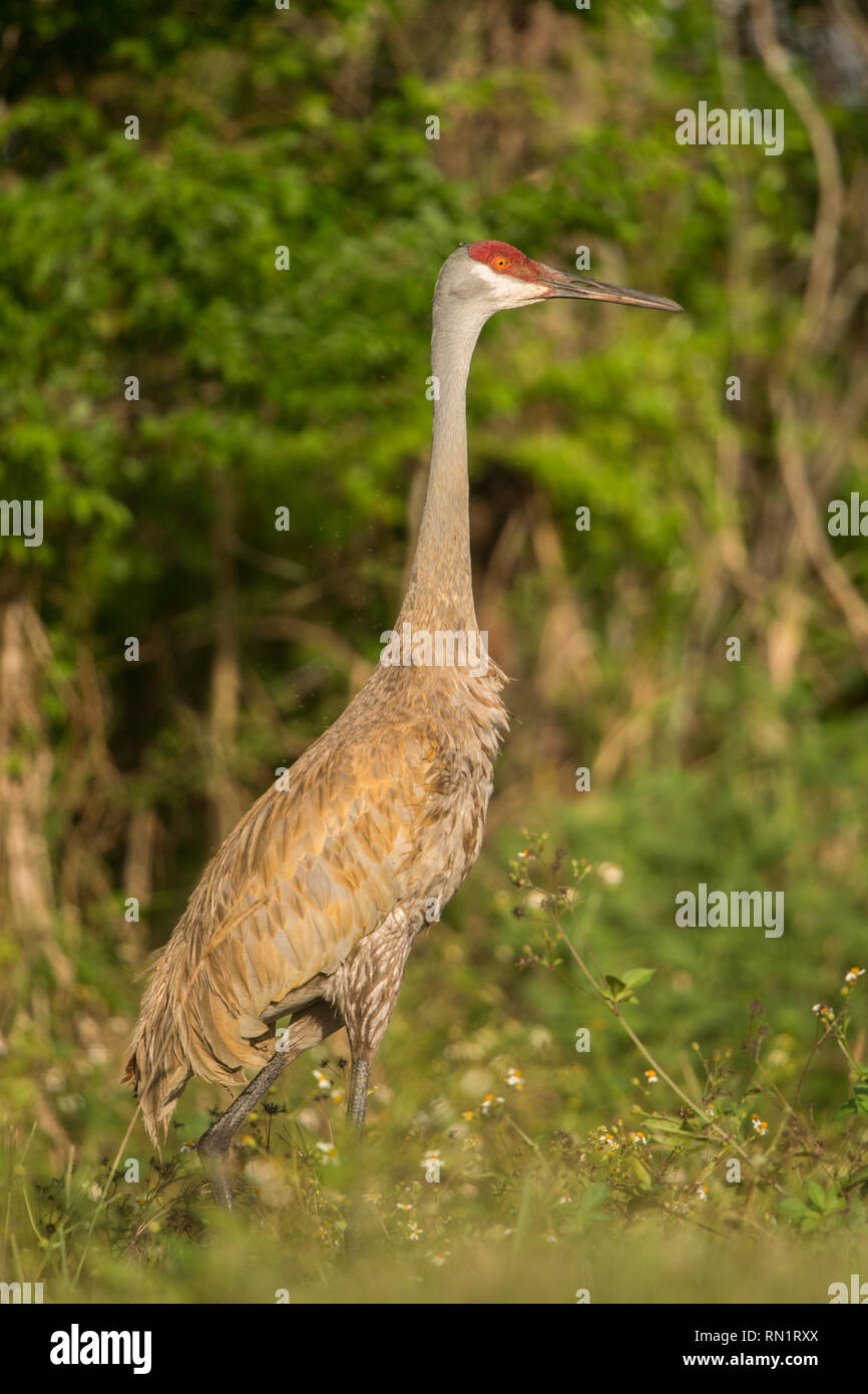 Crane profile hi-res stock photography and images - Alamy