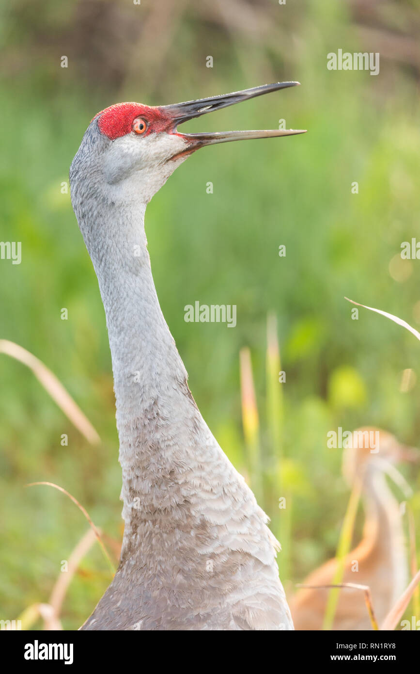 Crane profile hi-res stock photography and images - Alamy