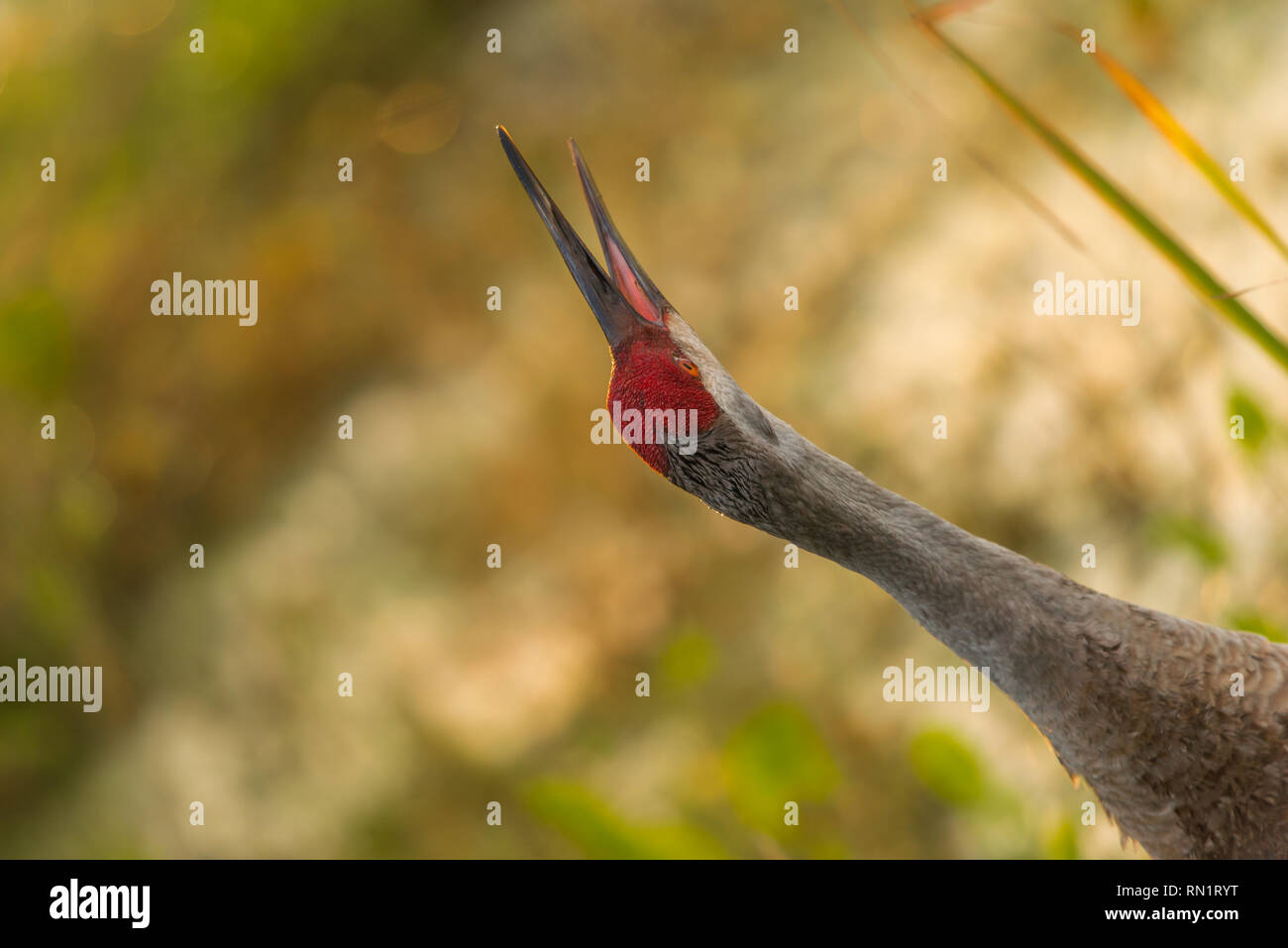 Crane profile hi-res stock photography and images - Alamy