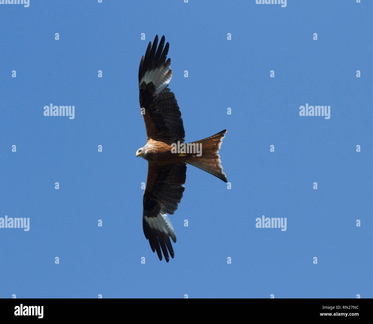 Red Kite in flight in Buckinghamshire, England Stock Photo - Alamy