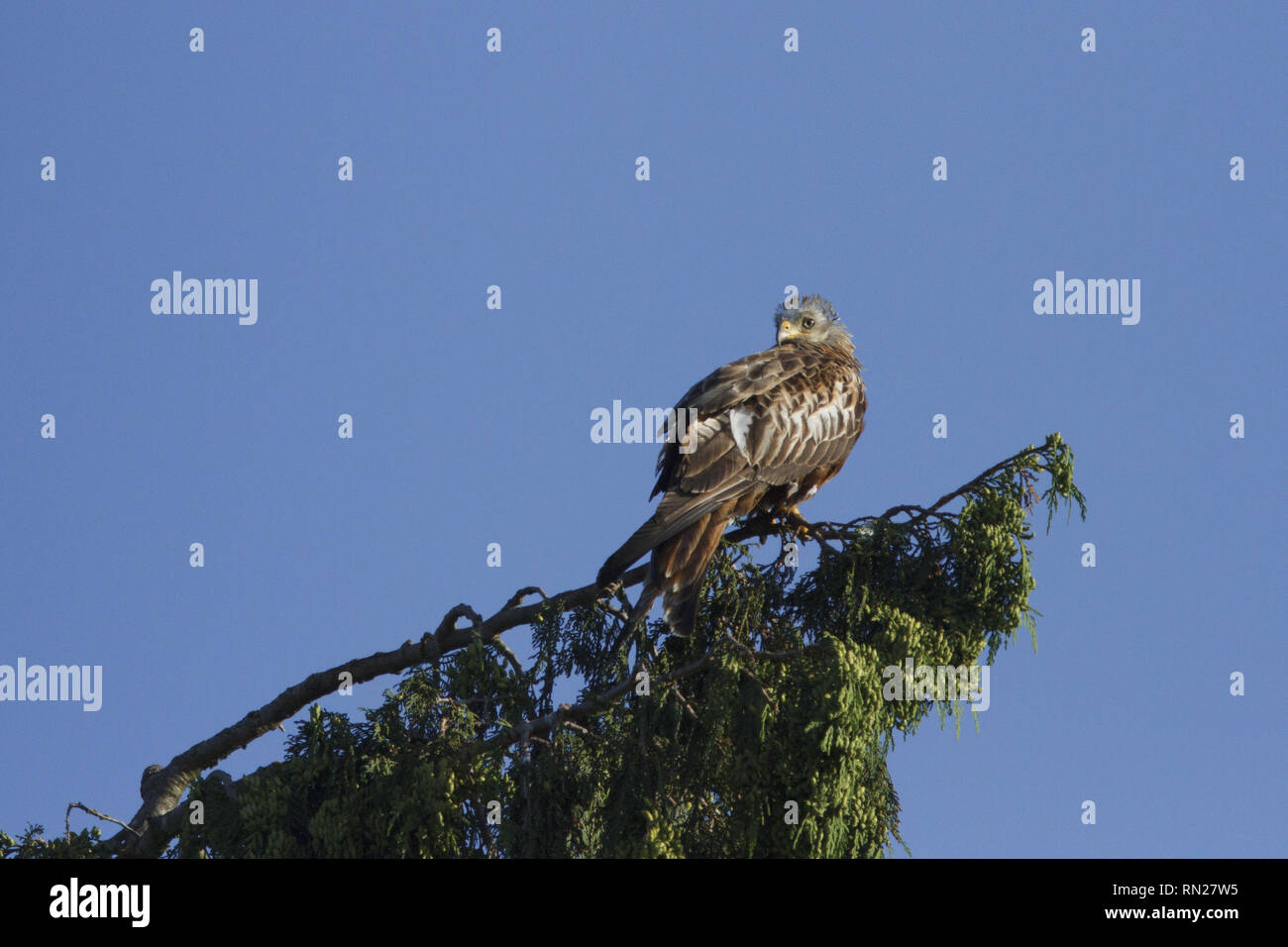 United Kingdom. 29th June, 2018. A Red Kite rests on a pine tree in ...