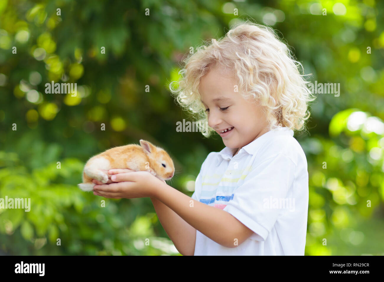 Child playing with white rabbit. Little boy feeding and petting white ...
