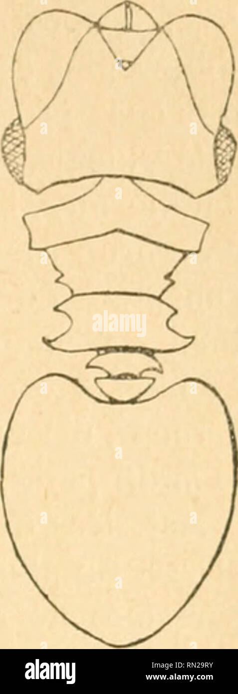 Ocelles hi-res stock photography and images - Alamy