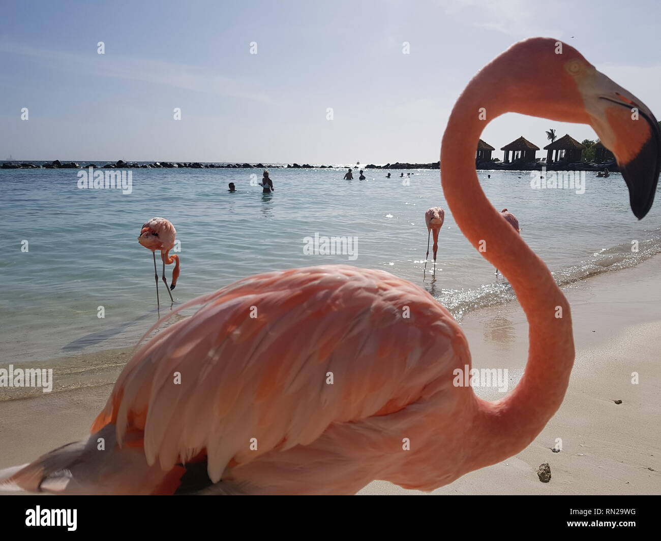 Flamingos on beach hi-res stock photography and images - Alamy