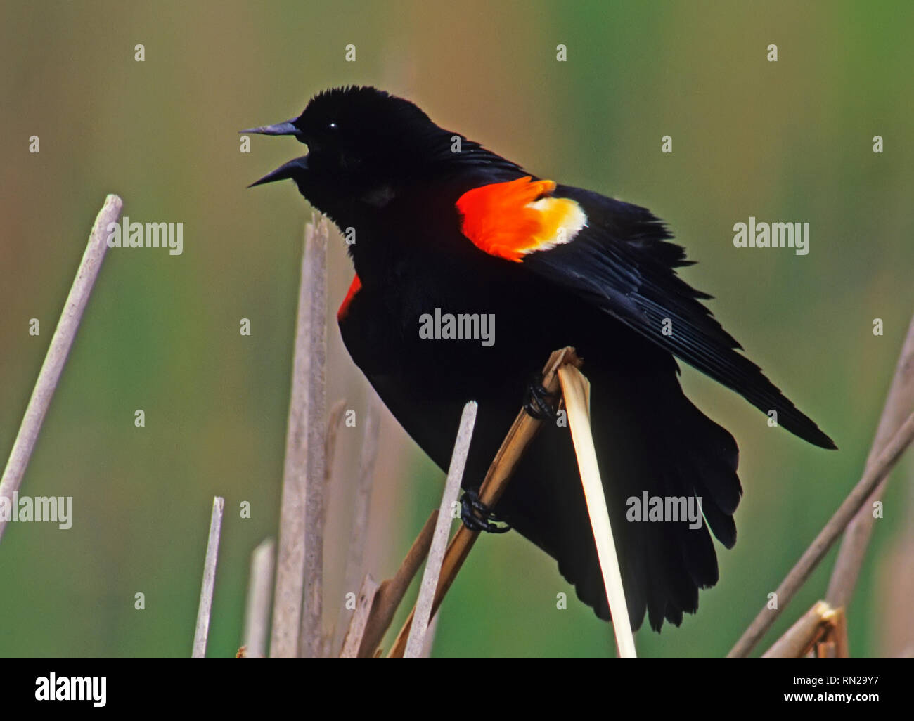 Singing Red Winged Blackbirds High Resolution Stock Photography and ...
