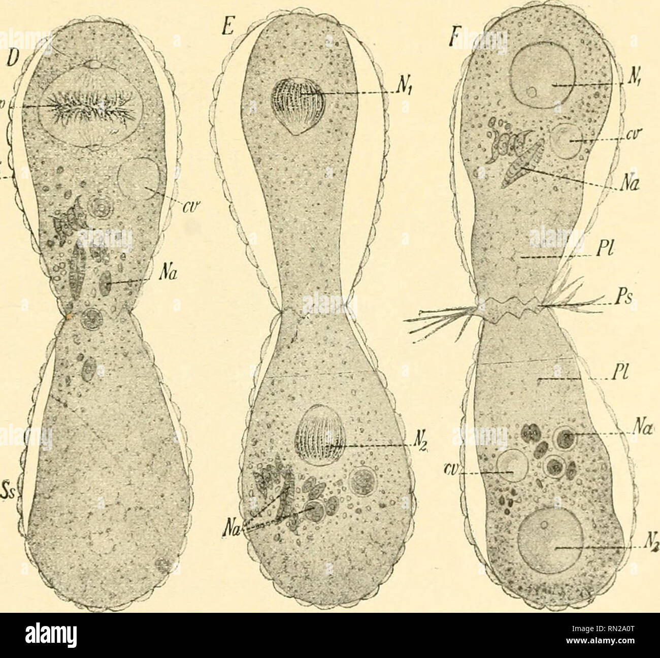 Les algue verte hi-res stock photography and images - Alamy