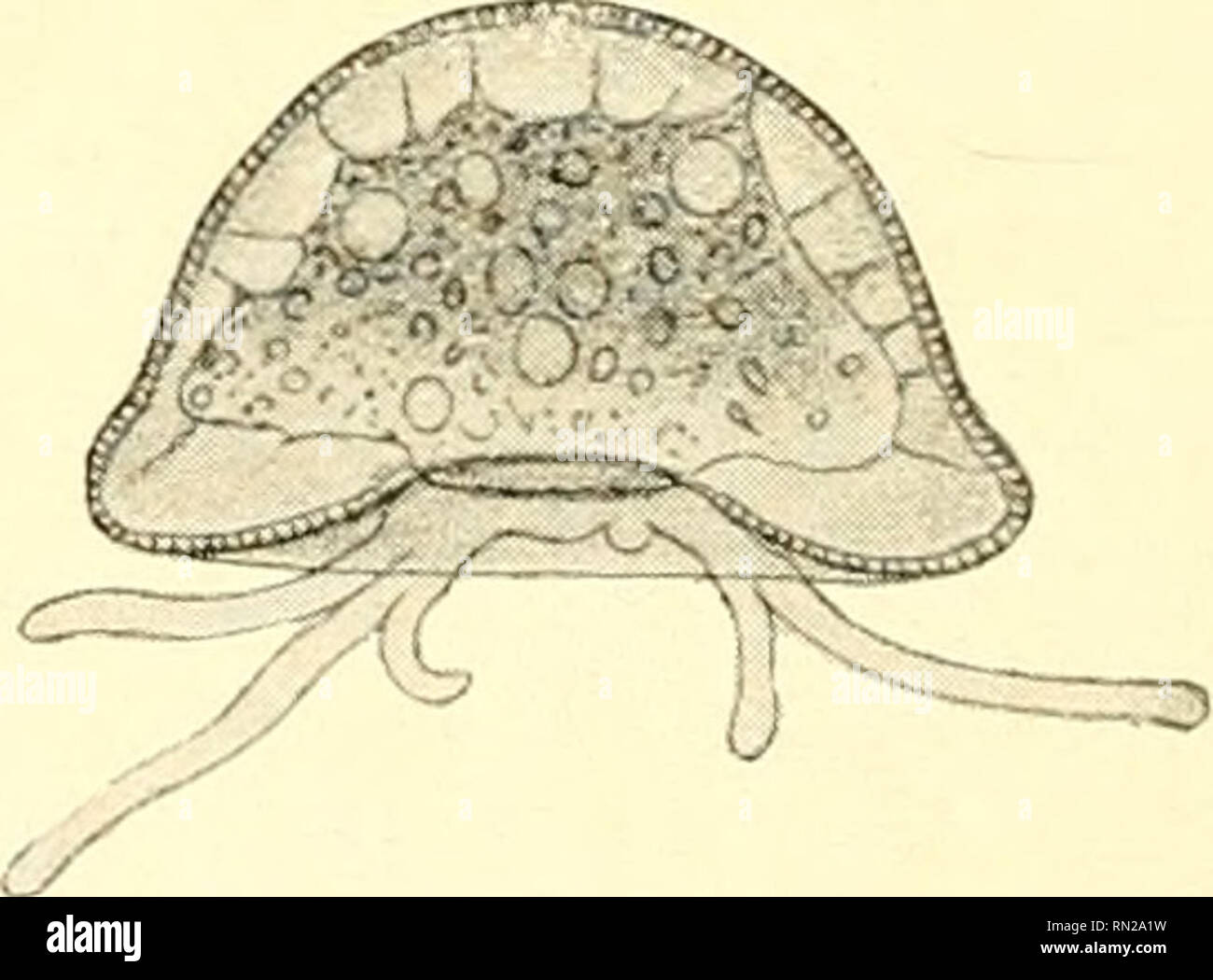 Arcella vulgaris hi-res stock photography and images - Alamy