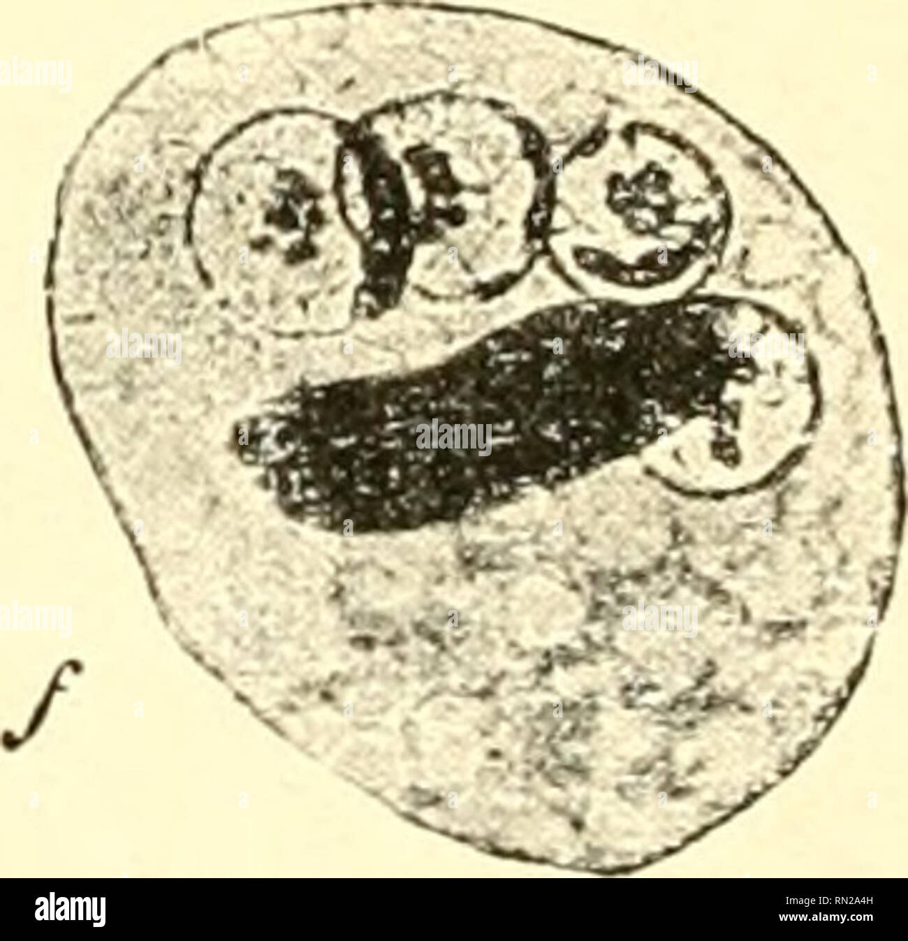 Entamoeba High Resolution Stock Photography and Images - Alamy