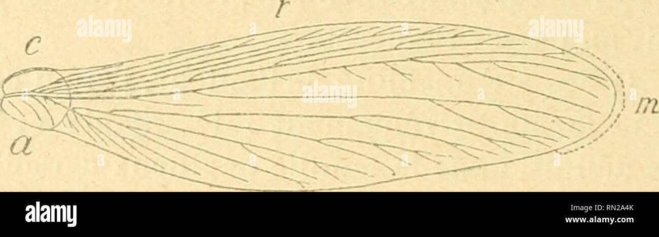 Ocelles hi-res stock photography and images - Alamy