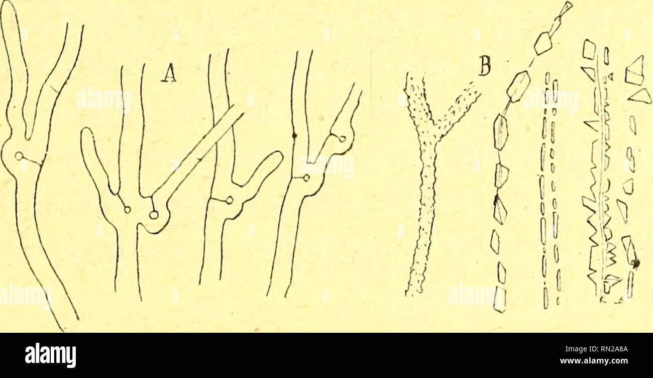 Merulius lacrymans hi-res stock photography and images - Alamy