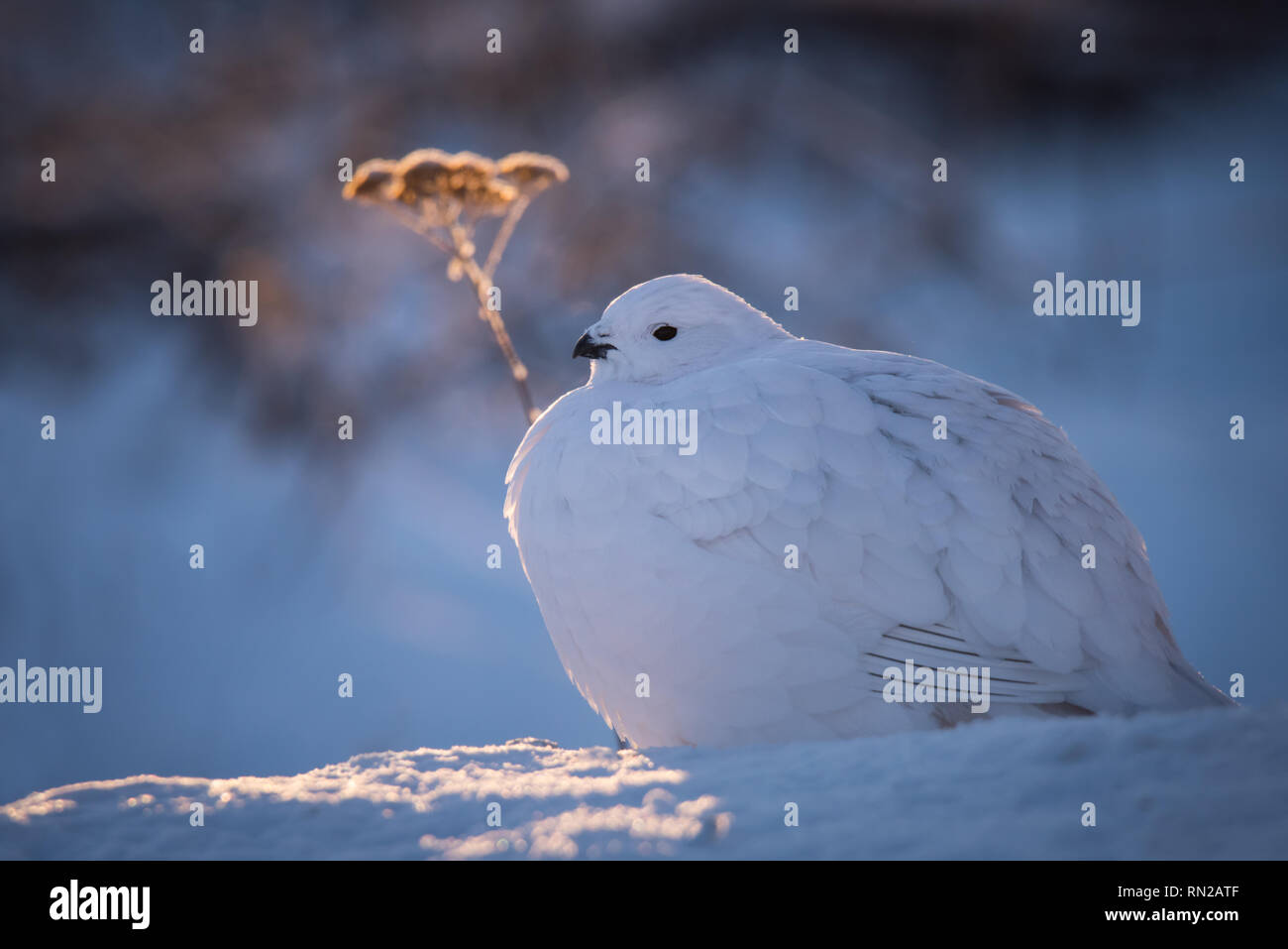 Arctic willow snow hi-res stock photography and images - Alamy