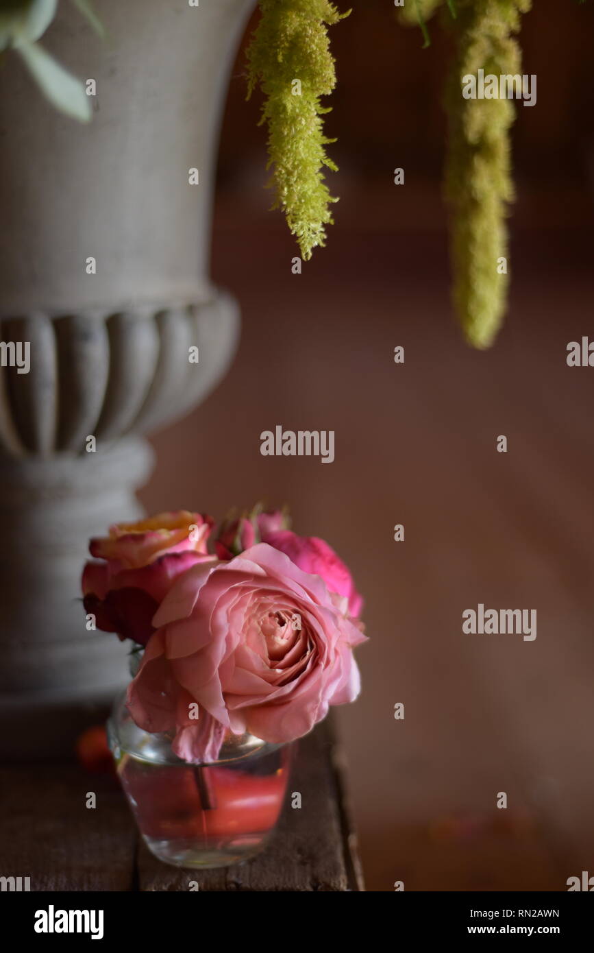 Beautiful vibrant cut flowers in a display in a strong low natural ...
