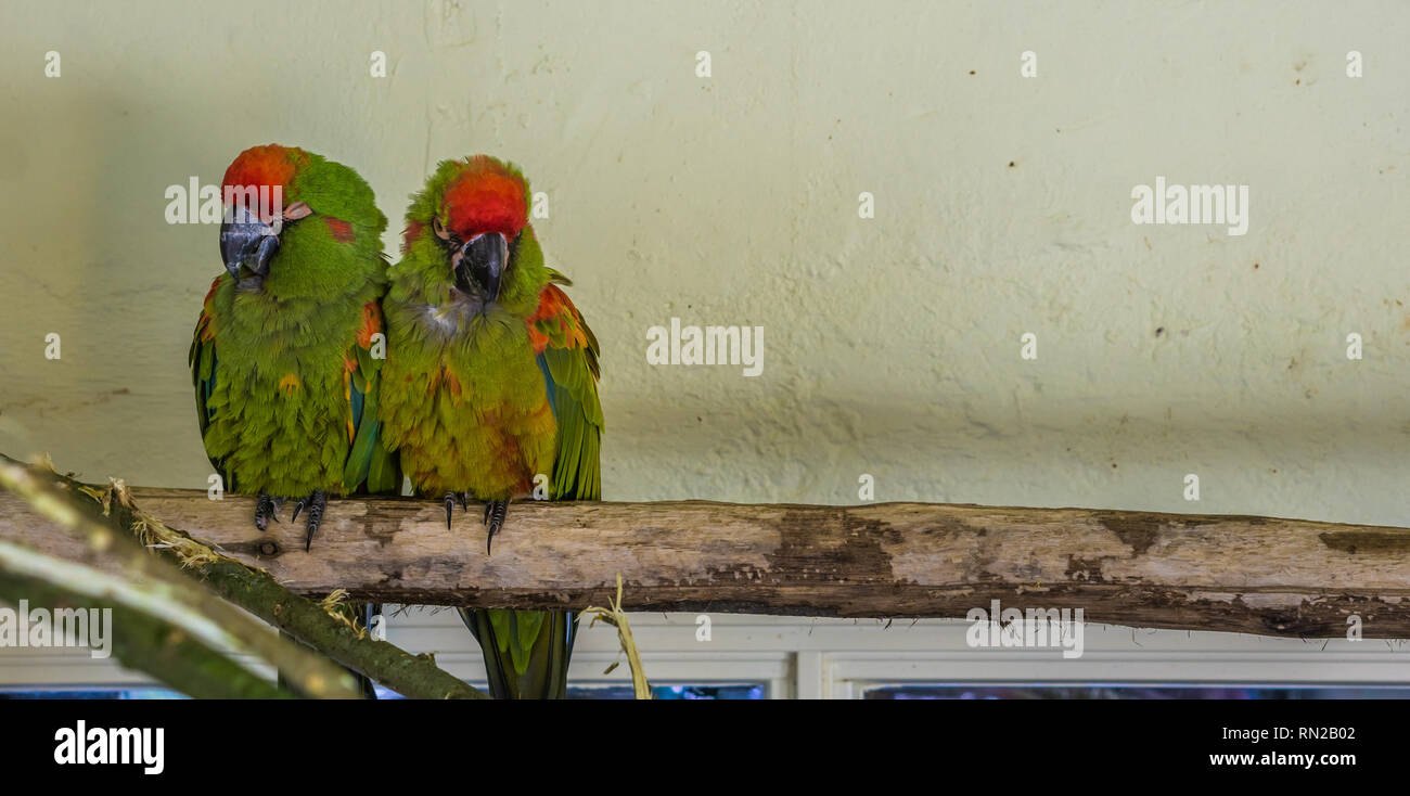 two red fronted macaw parrots sitting close together on a branch ...