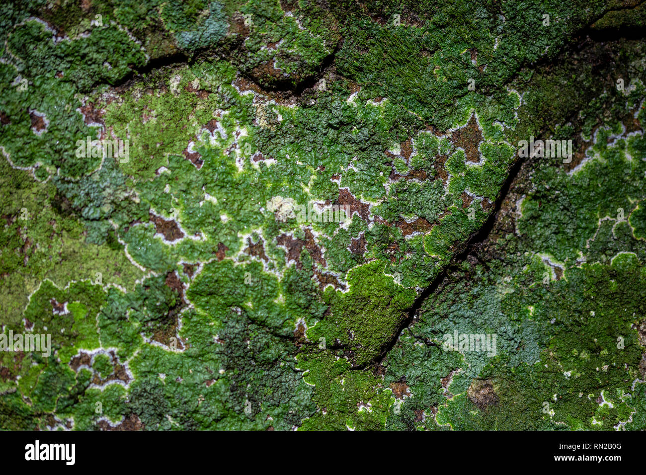 Dramatic saturated coloured texture of green moss growing on a rock ...
