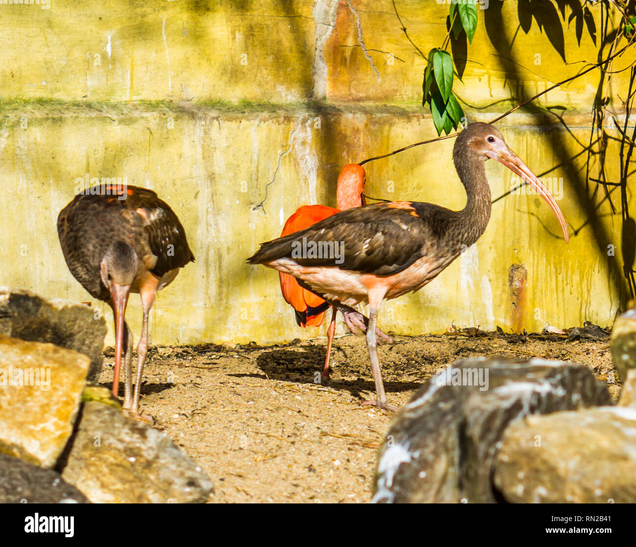 glossy ibis standing on one leg, tropical bird from Eurasia and Africa ...