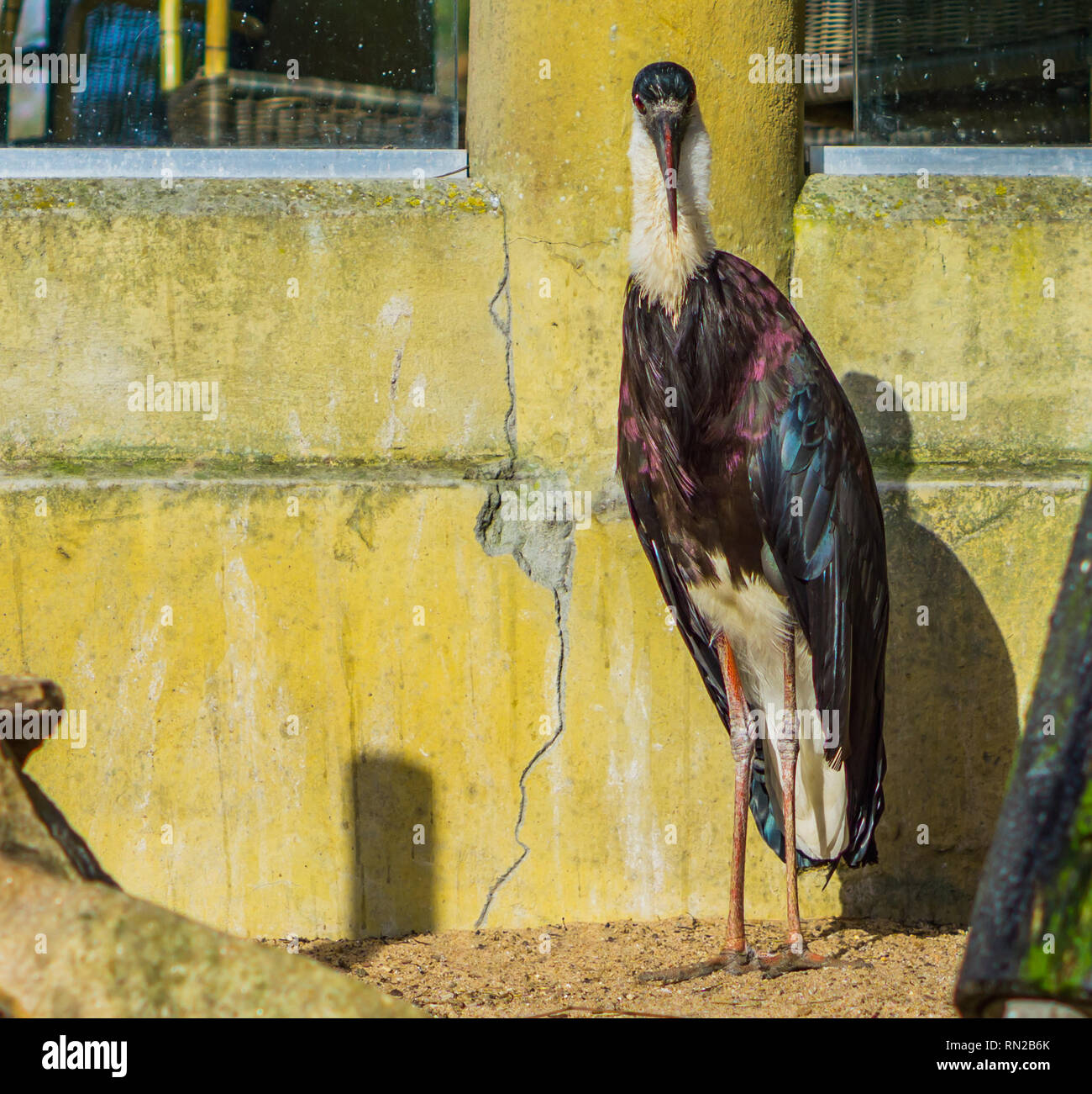 Beautiful woolly necked stork standing in front of a wall, threatened ...