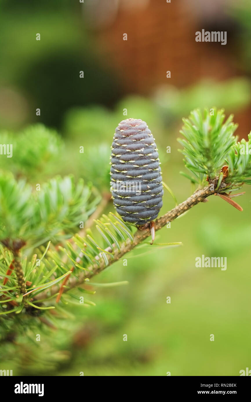 Purple cones of korean fir hi-res stock photography and images - Alamy