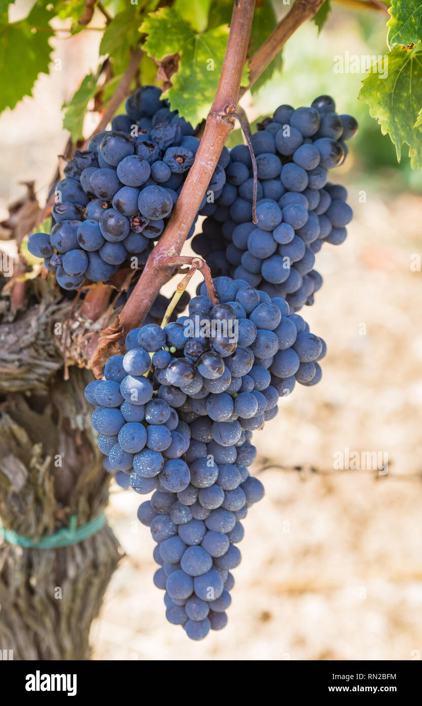 Brunello region hi-res stock photography and images - Alamy