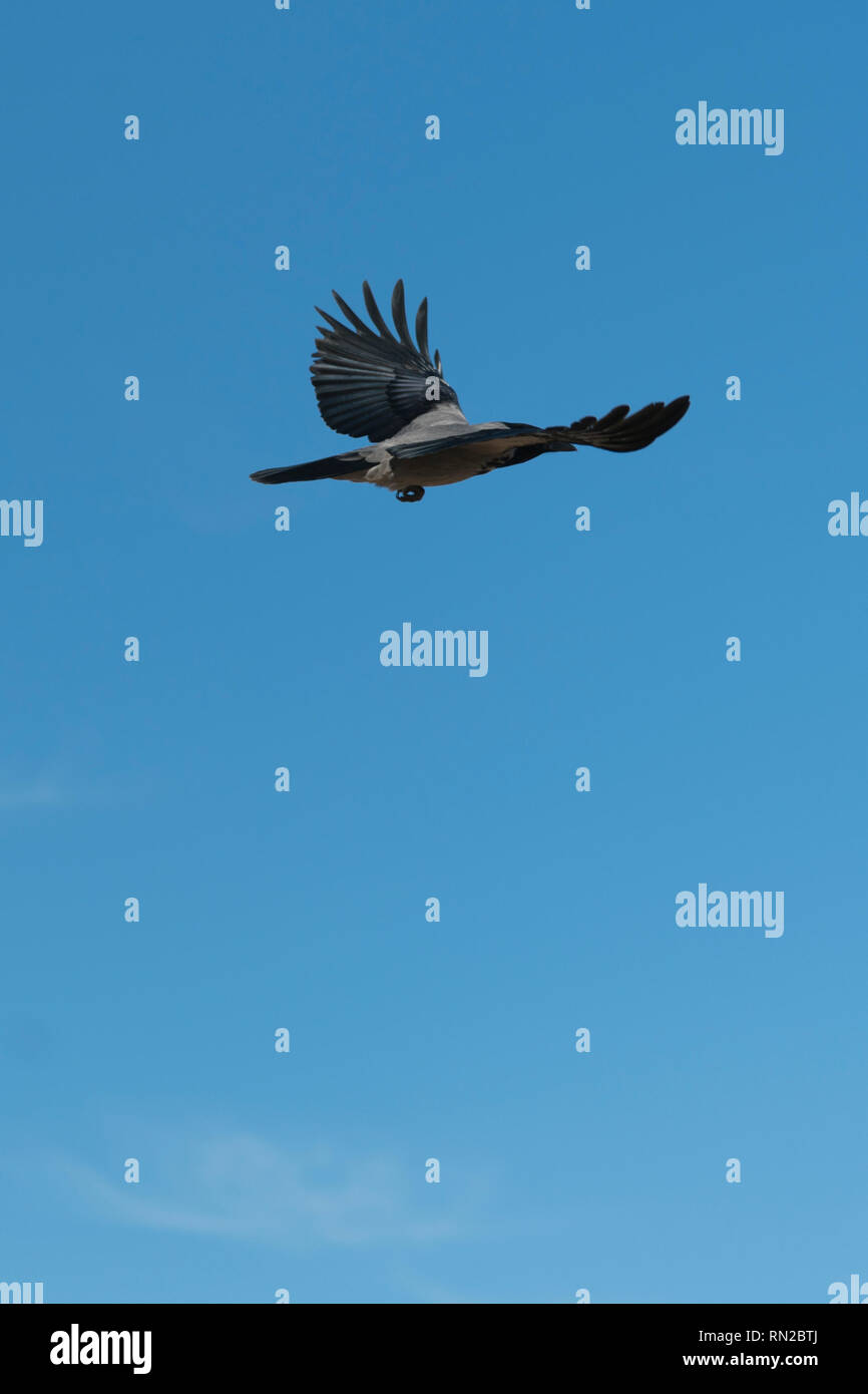 Crow flying against the blue sky. close up. vertical photo Stock Photo ...