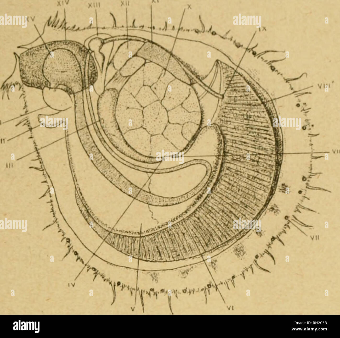 . Annales de la Société royale malacologique de Belgique. Mollusks ...