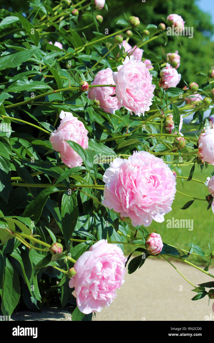 Pink peony flower side view hi-res stock photography and images - Alamy