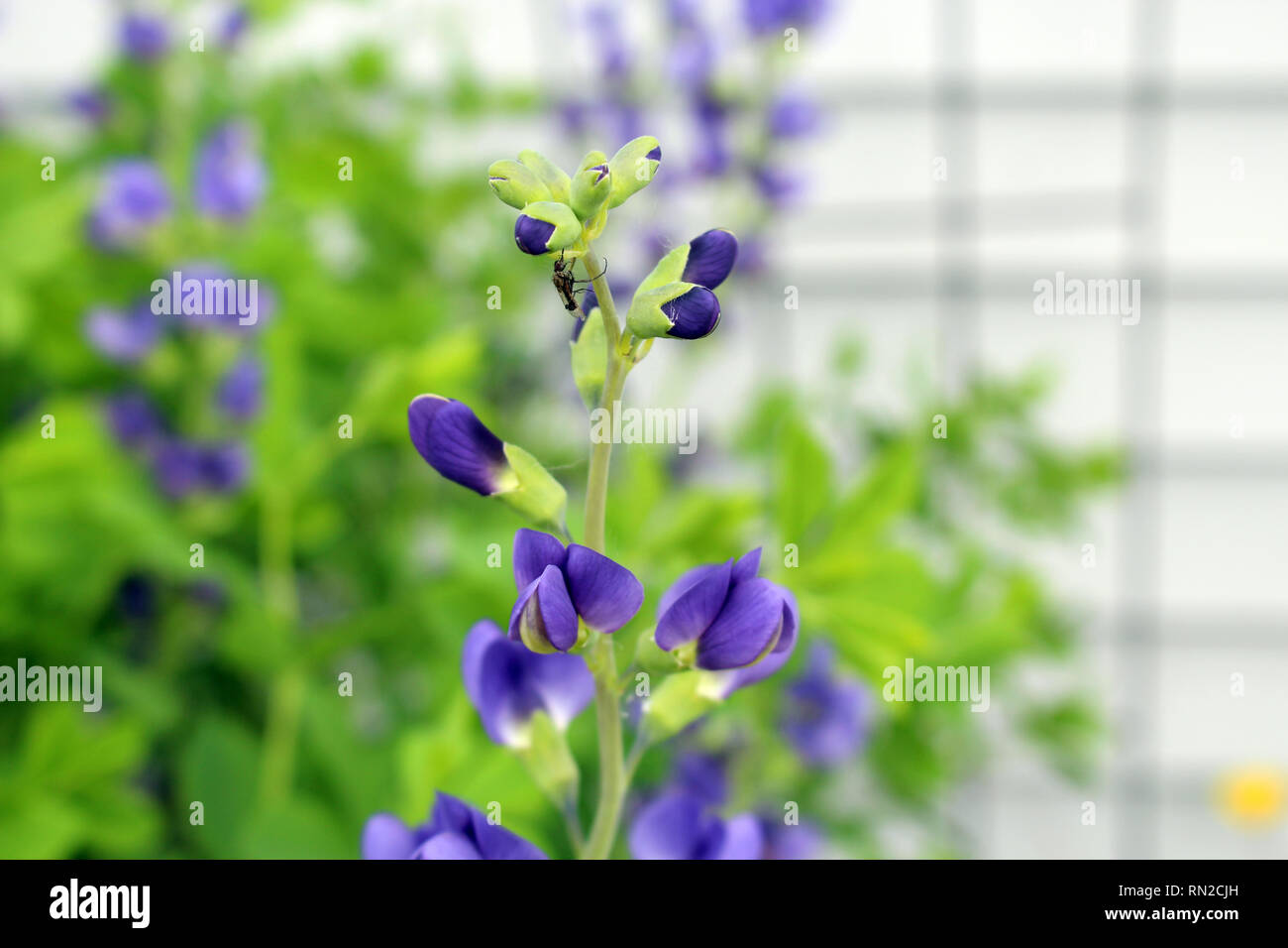 An insect clinging to the top of a Blue False Indigo plant Stock Photo ...