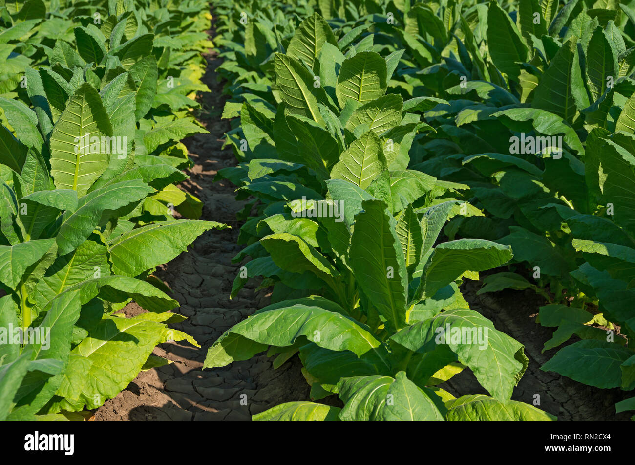 Field of Tobacco. Nicotiana tabacum Stock Photo - Alamy