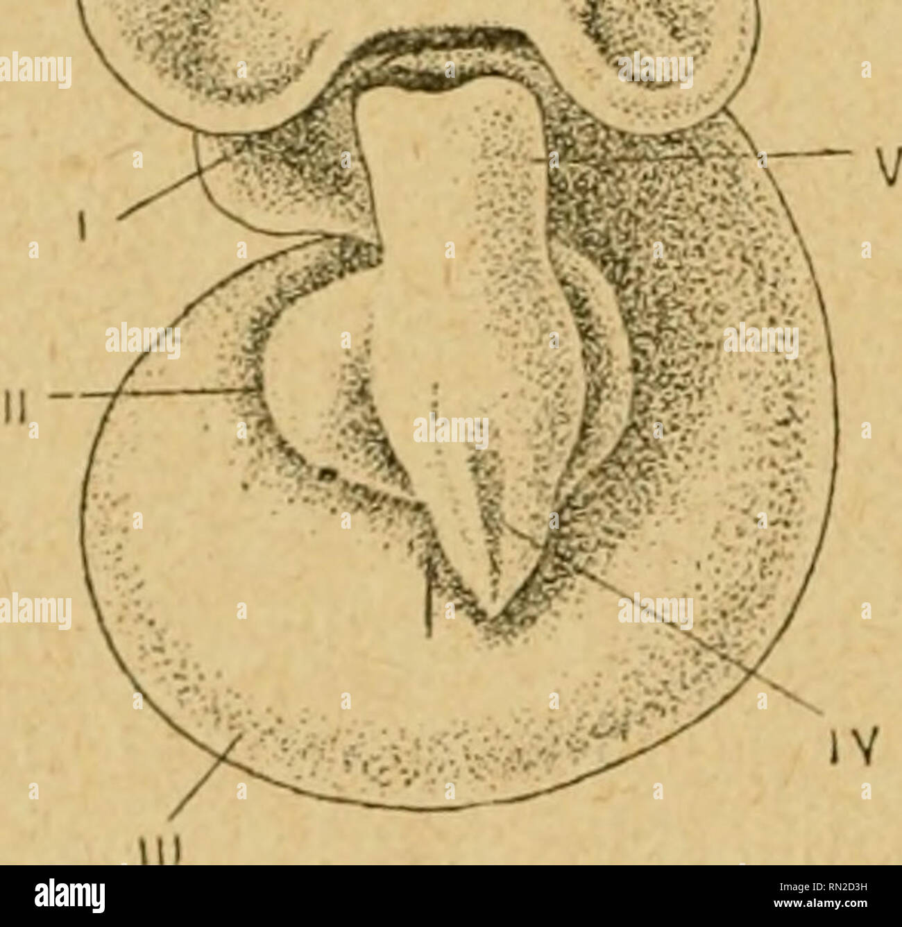 Coupe Transversale D'un Diagramme De Feuille Explication Simple: