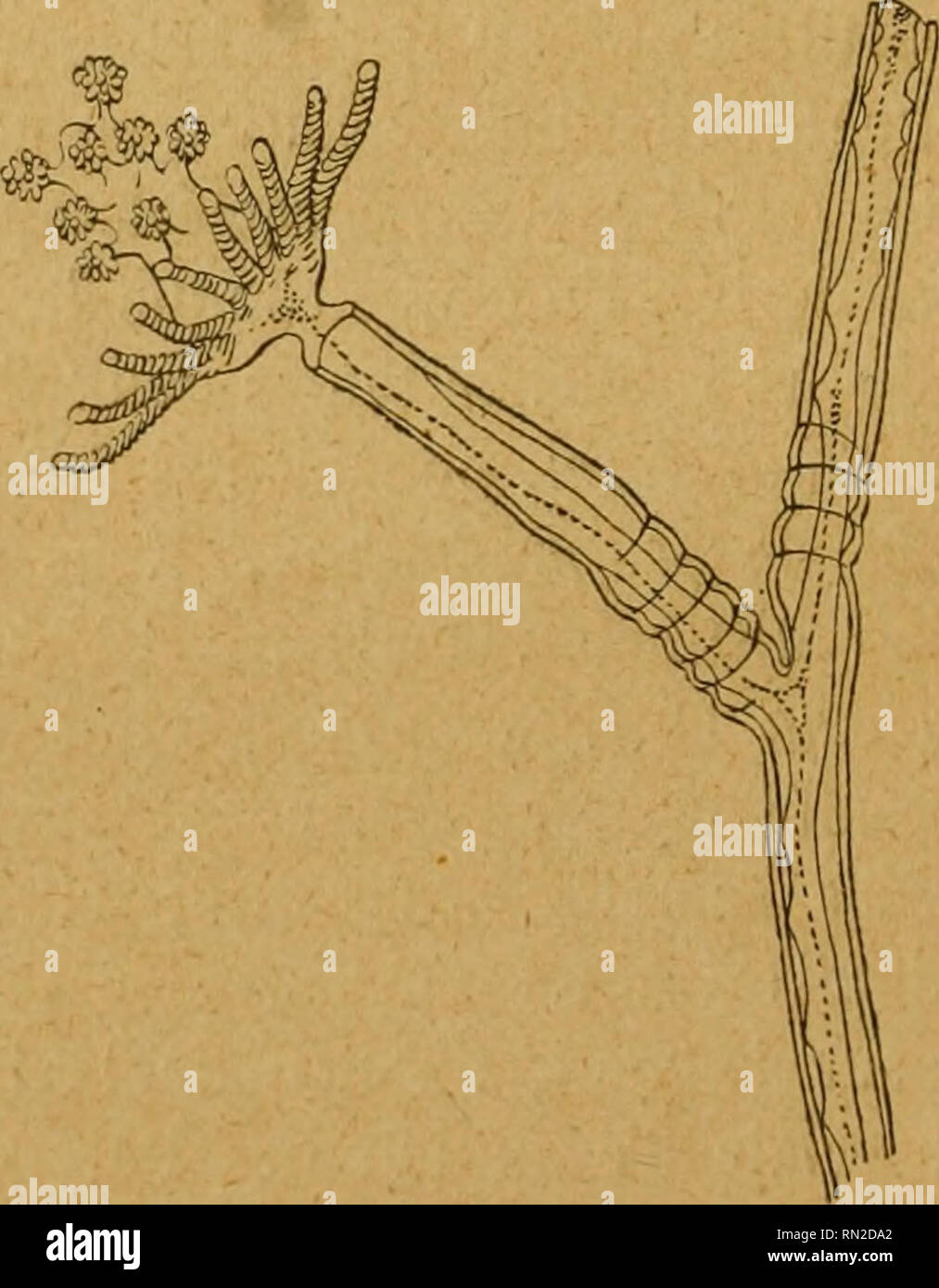 Zanclea High Resolution Stock Photography and Images - Alamy