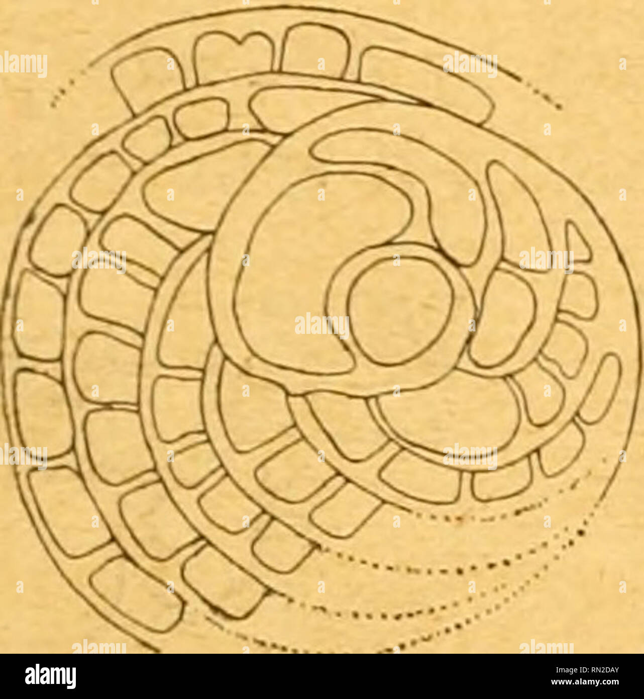 Cycloide hi-res stock photography and images - Alamy