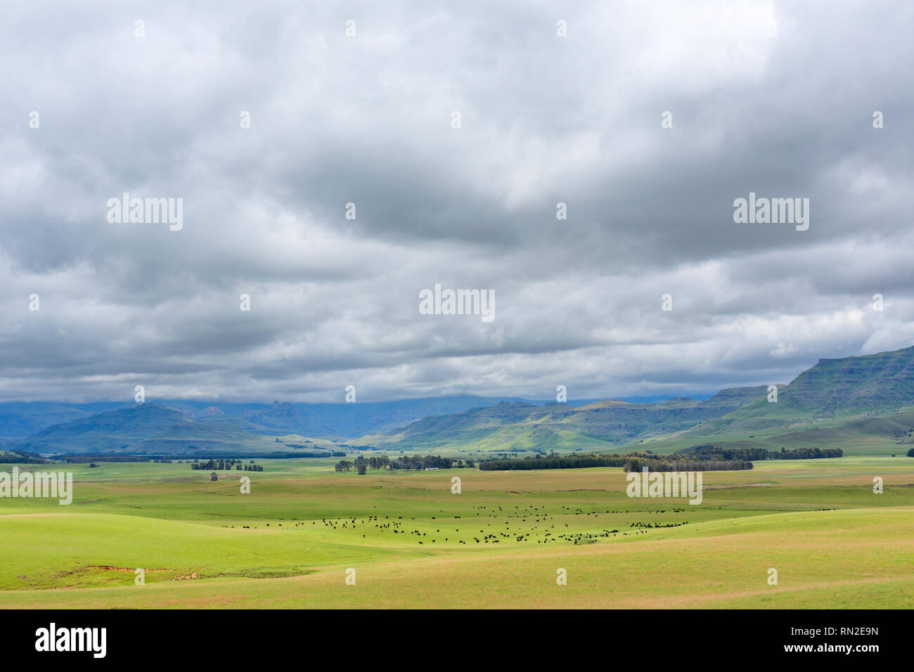 Cattle as dots in the distance Stock Photo - Alamy