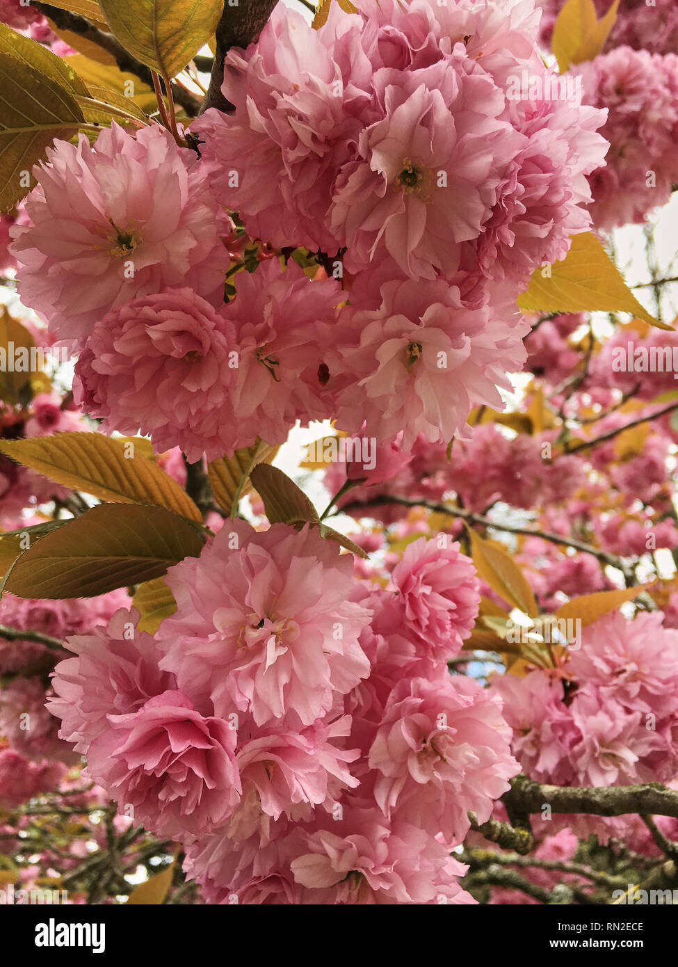Soft focus Cherry Blossom or Sakura flower on nature background Stock ...