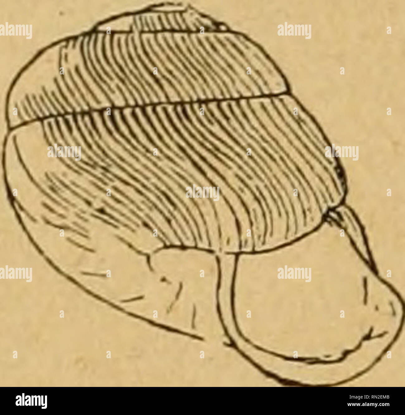 Manyema hi-res stock photography and images - Alamy