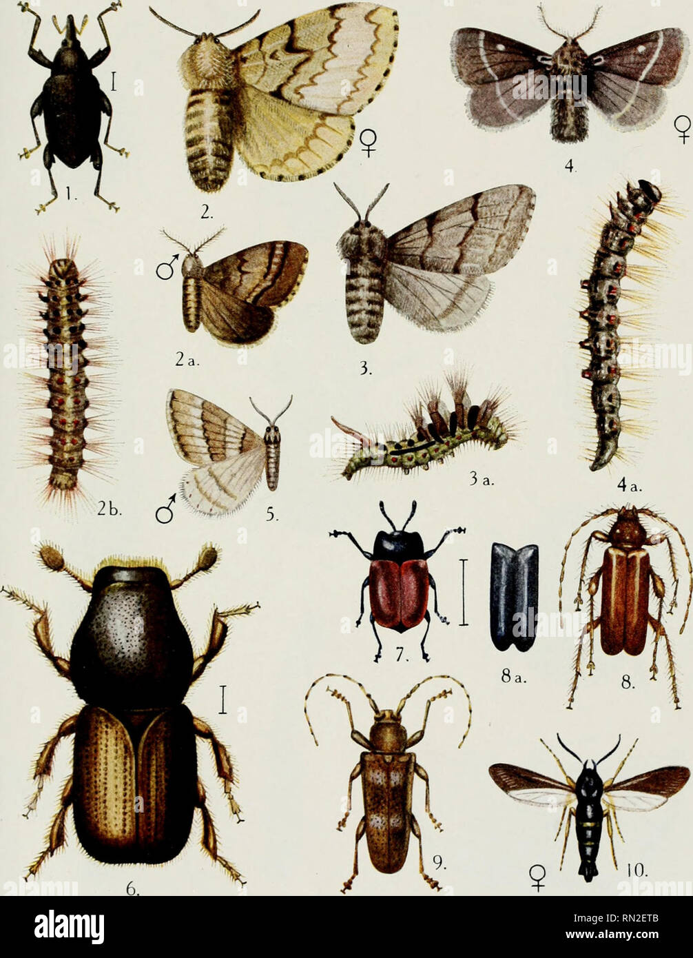 Science des insectes hi-res stock photography and images - Alamy