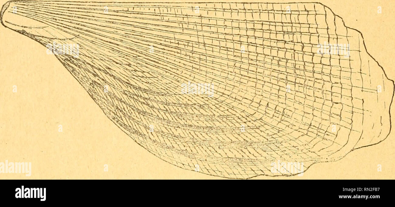 Fossile sur hi-res stock photography and images - Alamy