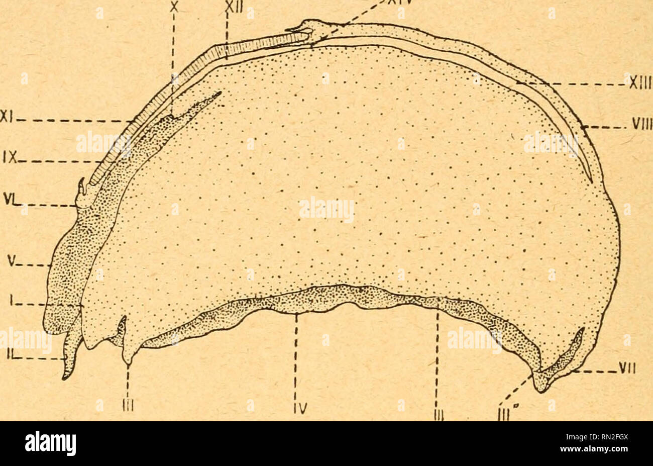 Mufle hi-res stock photography and images - Alamy