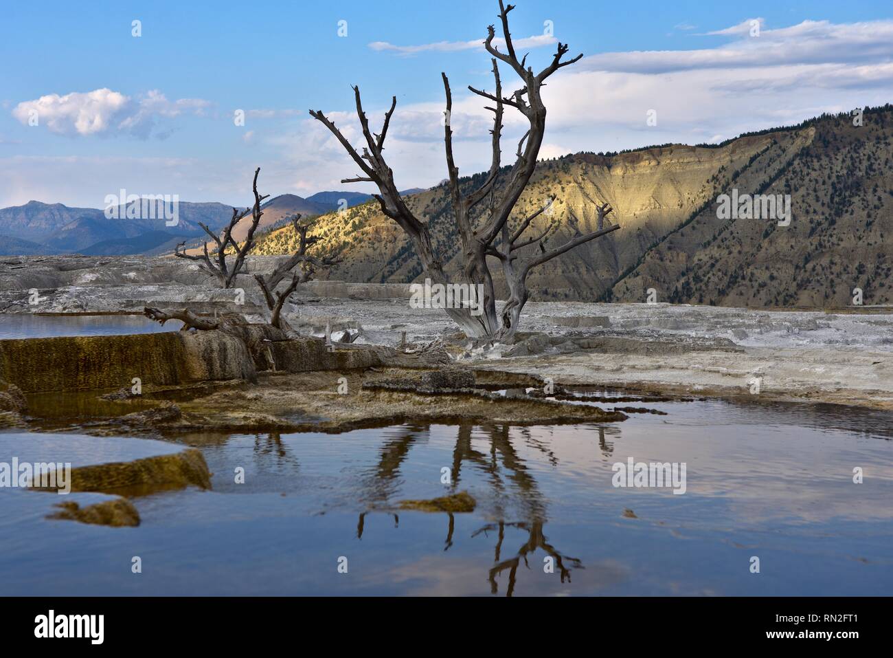 Dead trees standing in from of sunset lit landscape Stock Photo - Alamy
