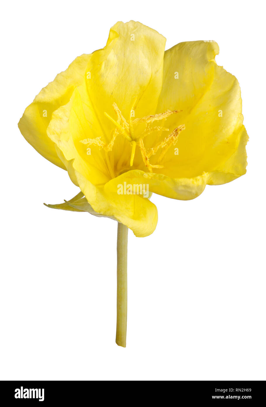 Stem with a single bright yellow flower of Missouri evening primrose ...