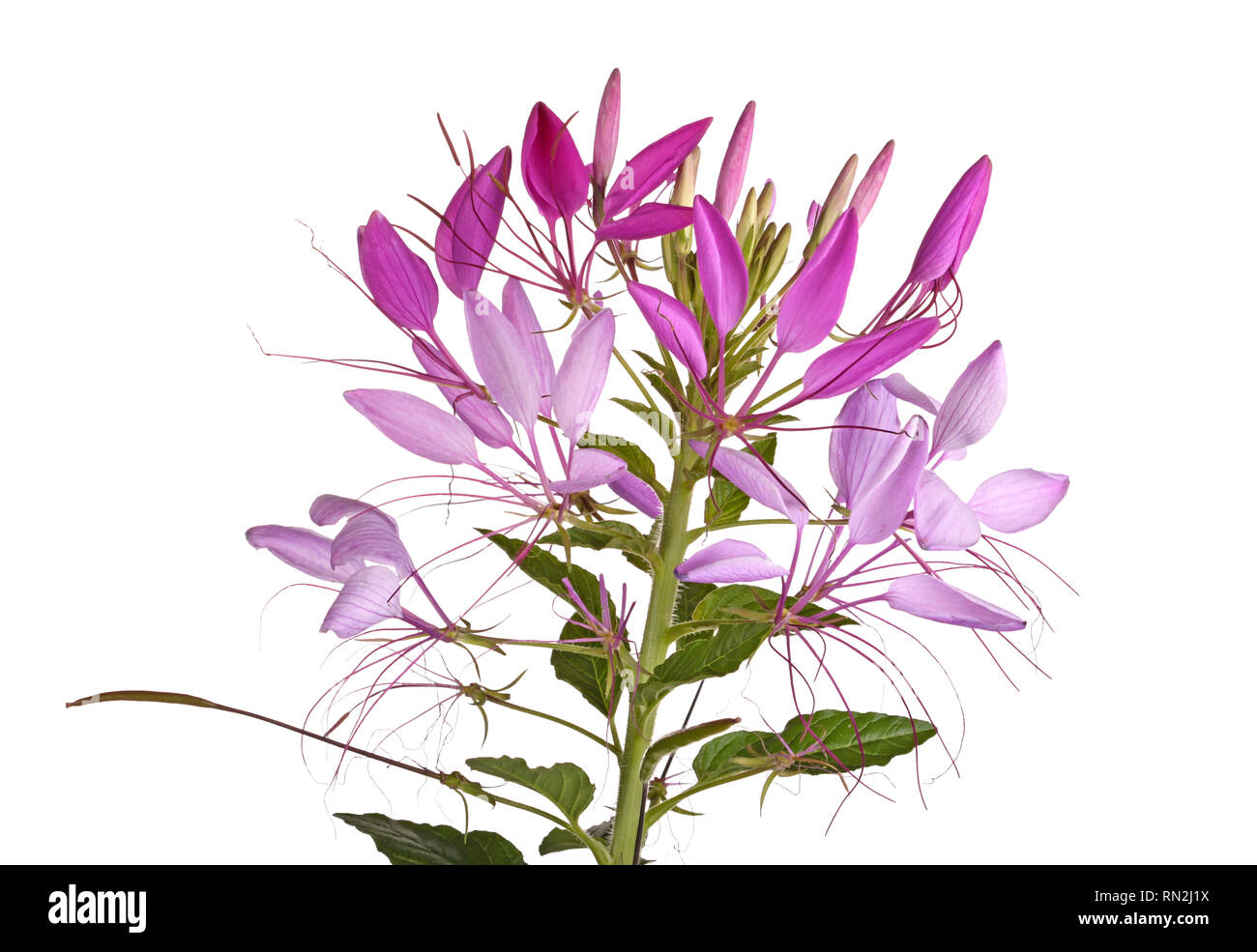 Cleome Hassleriana White