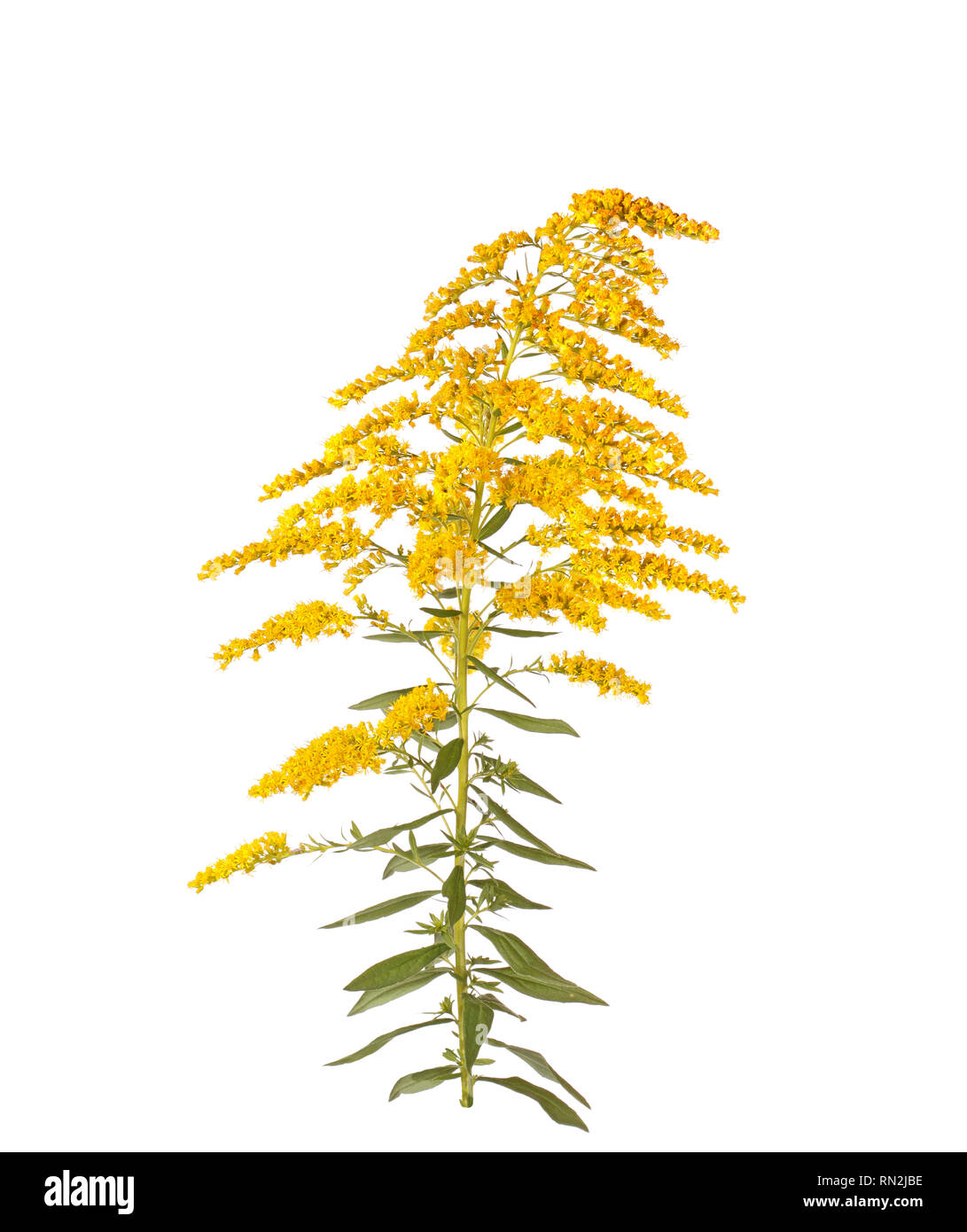Stem with leaves and yellow flowers of goldenrod (probably Solidago ...