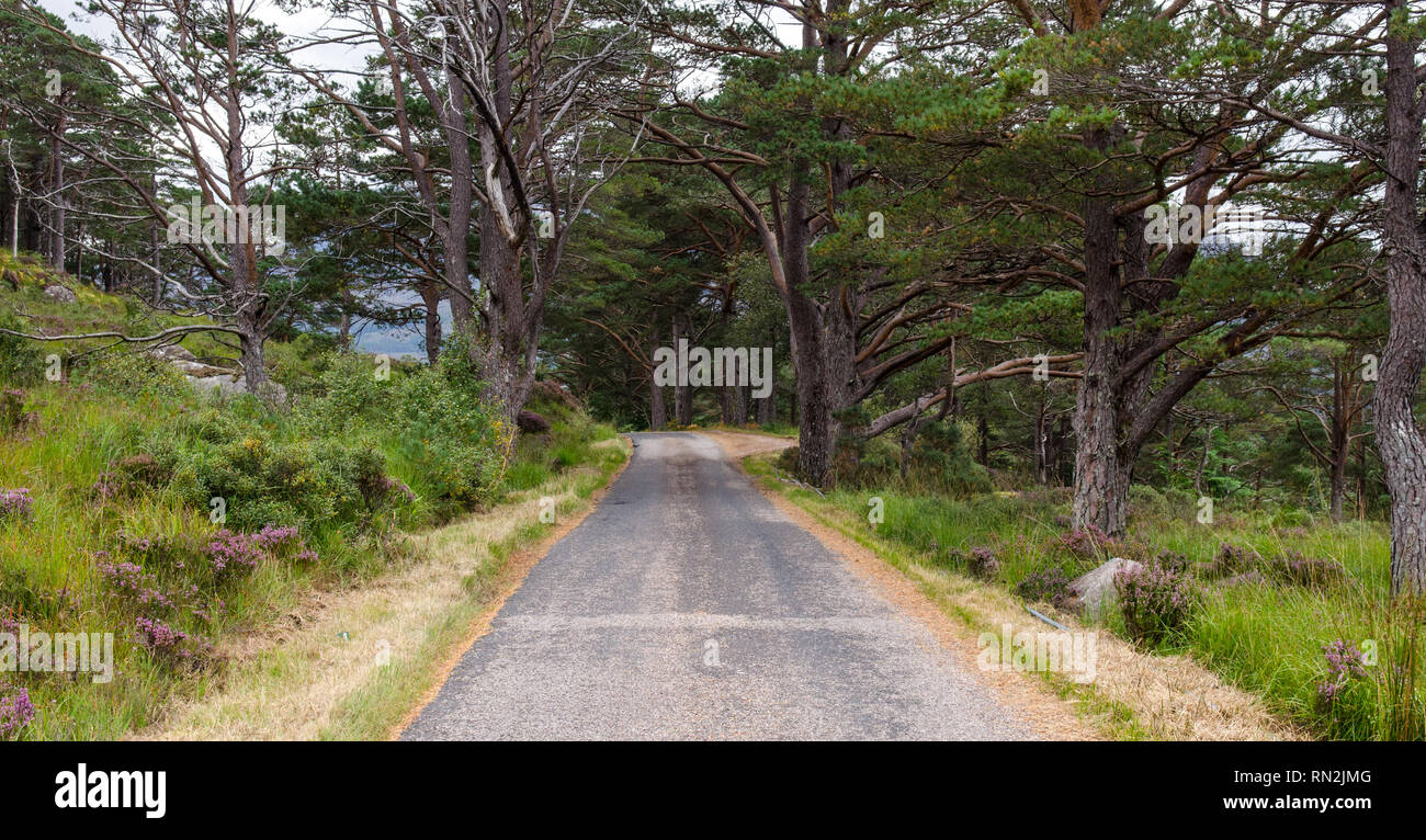 Caledonian pine tree in scottish hi-res stock photography and images ...
