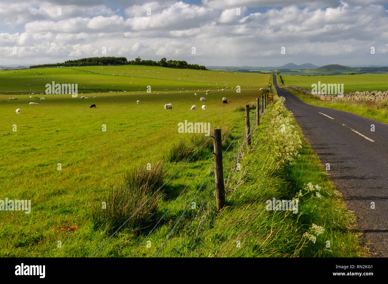 An empty country lane leads through formland and toward Teviotdale ...
