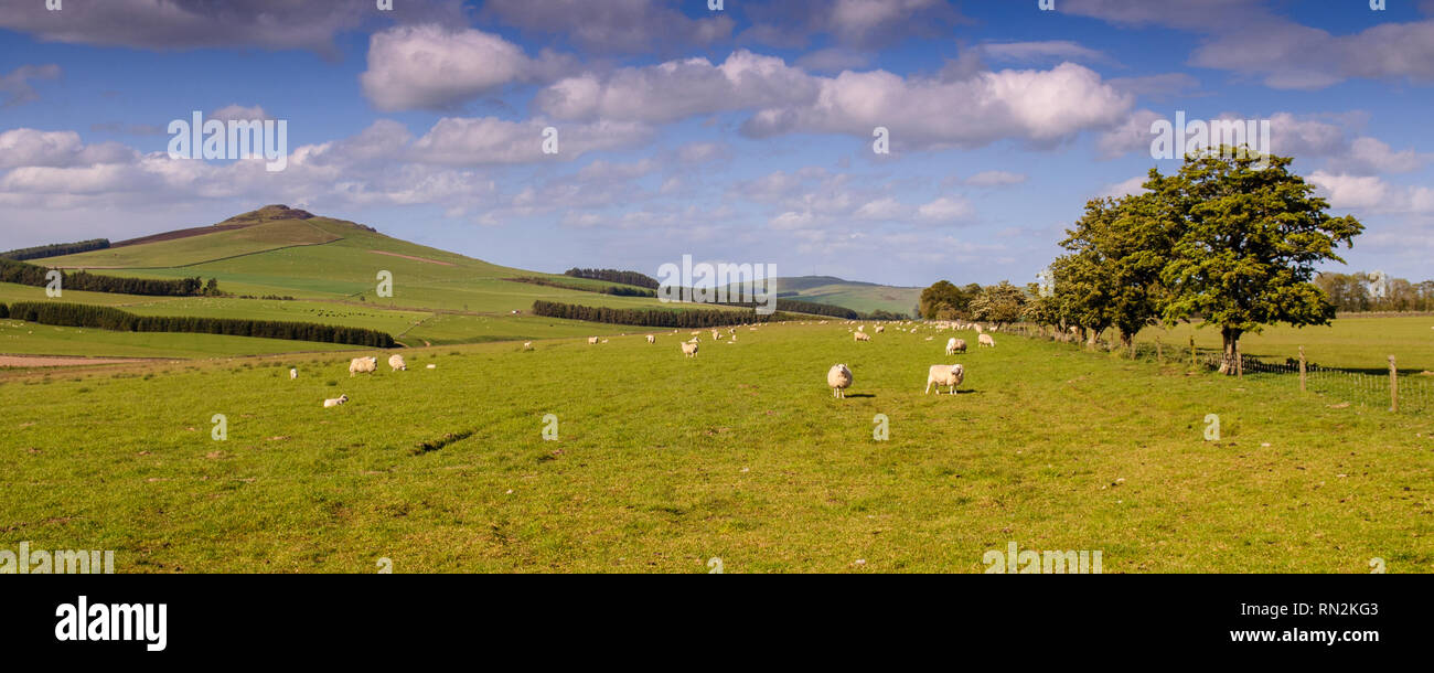 Sheep graze on pasture at Ruber's Law hill in the Southern Uplands of ...