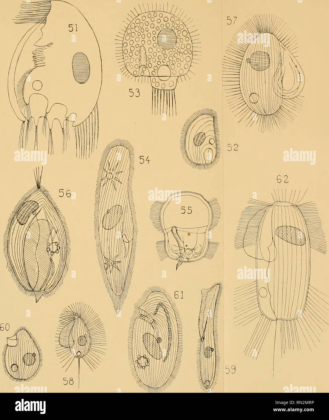 Bursaria hi-res stock photography and images - Alamy