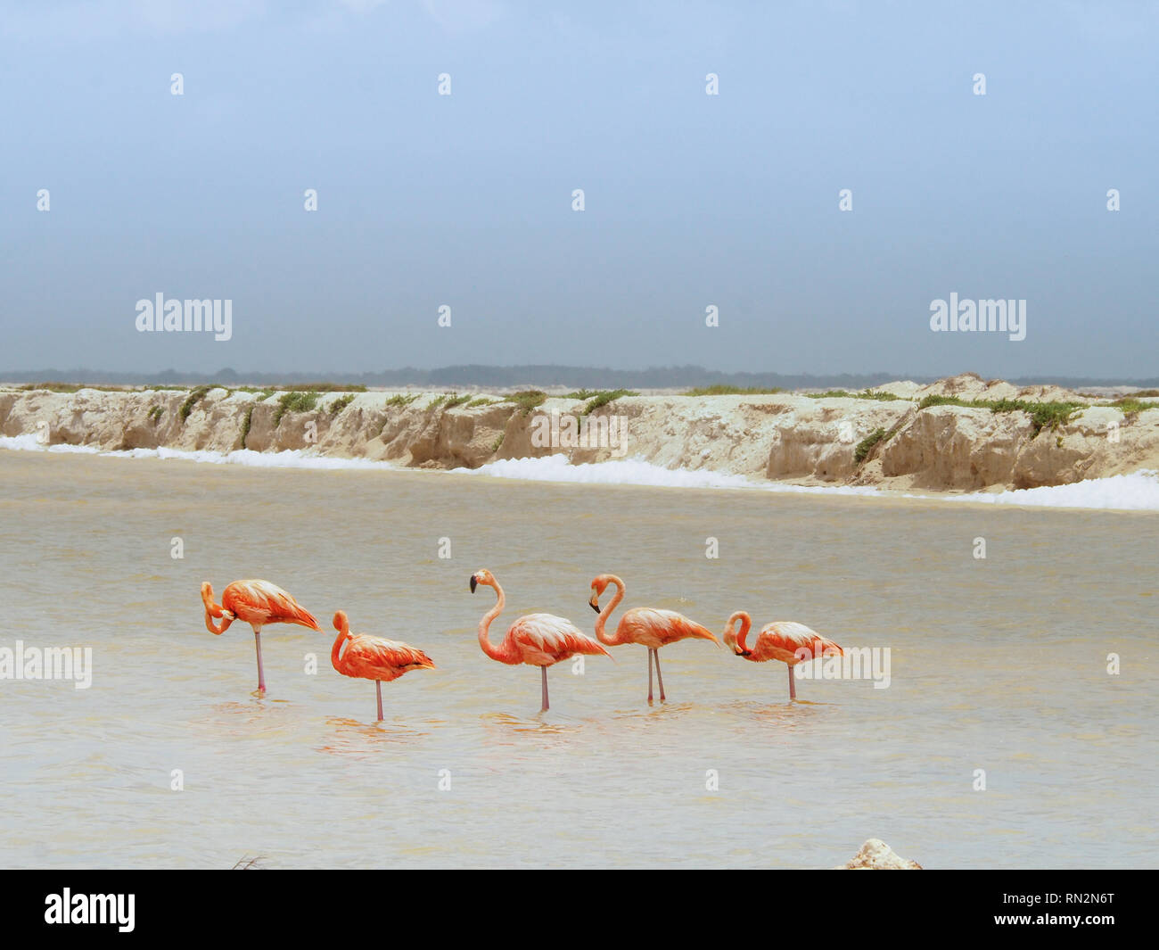 Flamingo at Las Coloradas - salt lakes in Yucatan, Mexico Stock Photo ...