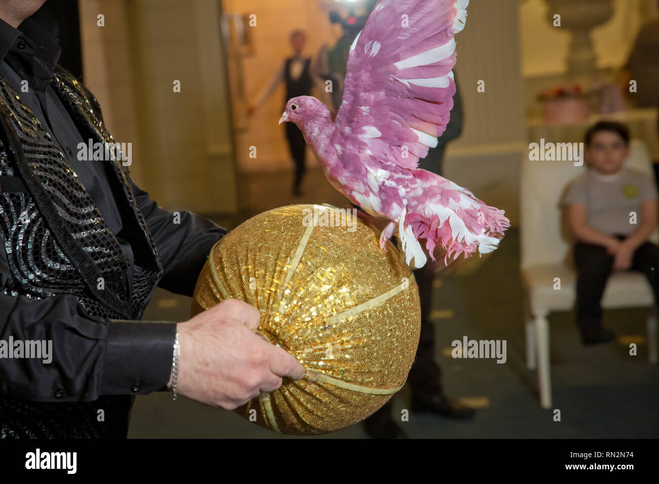 dove pink. the pink pigeon . Pink dove. Pink bird . The pigeon is ...