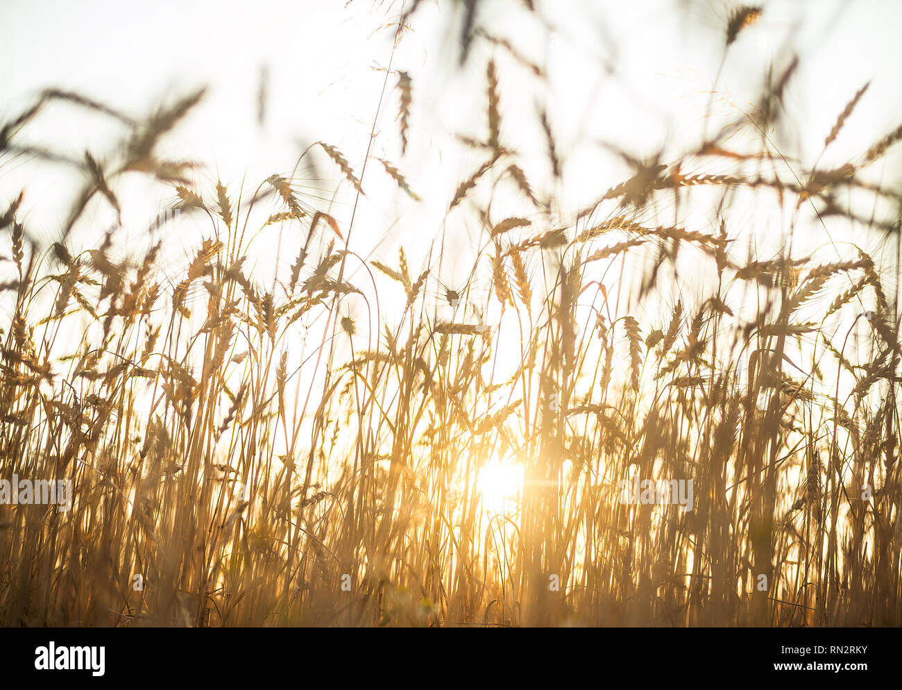 rye field at sunrise Stock Photo - Alamy