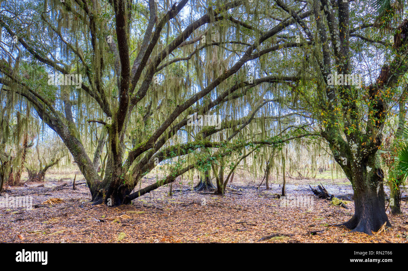 Moss covered trees in Myakka River State Park in Sarasota Florida in ...