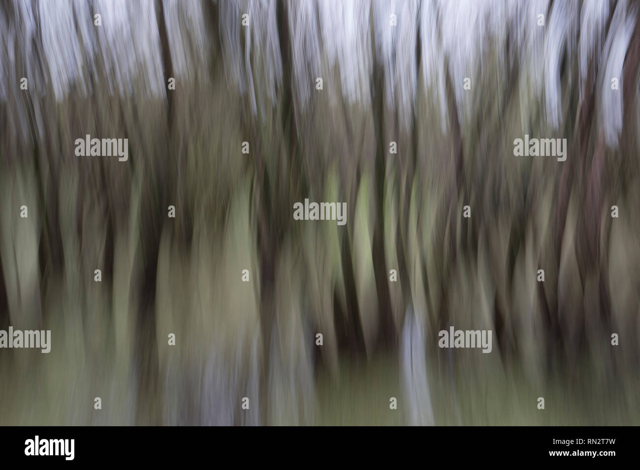 Abstract motion blurred dark gloomy trees in woods Stock Photo - Alamy